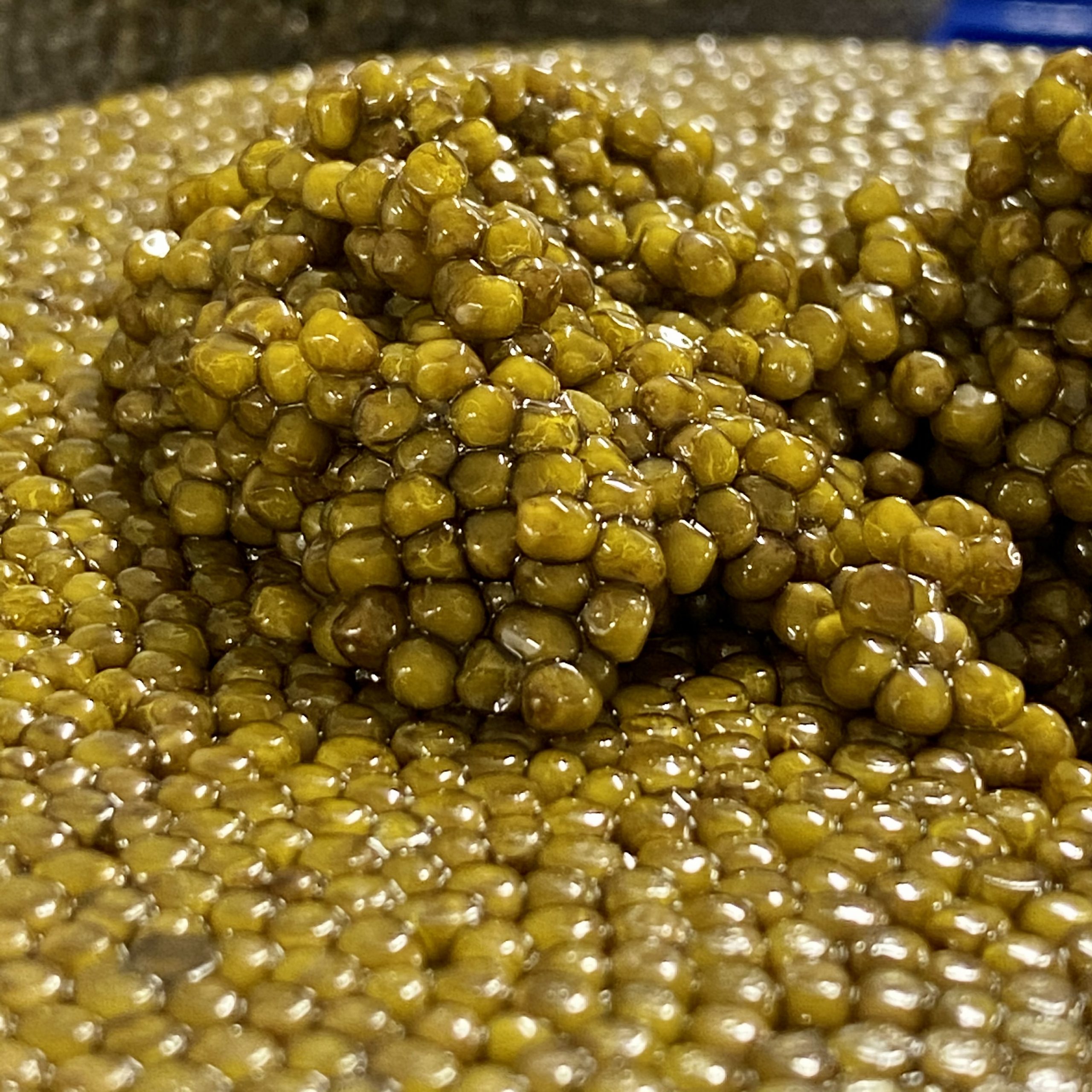 Imperial Gold Caviar 20 grams - Caviar.nu